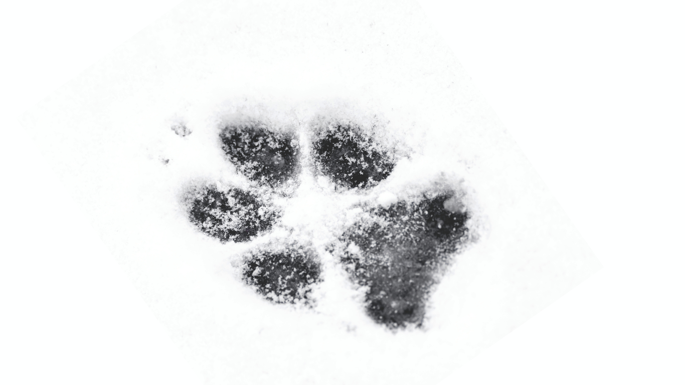 Subtle signs: tips for winter wildlife tracking — Washington Trails Association